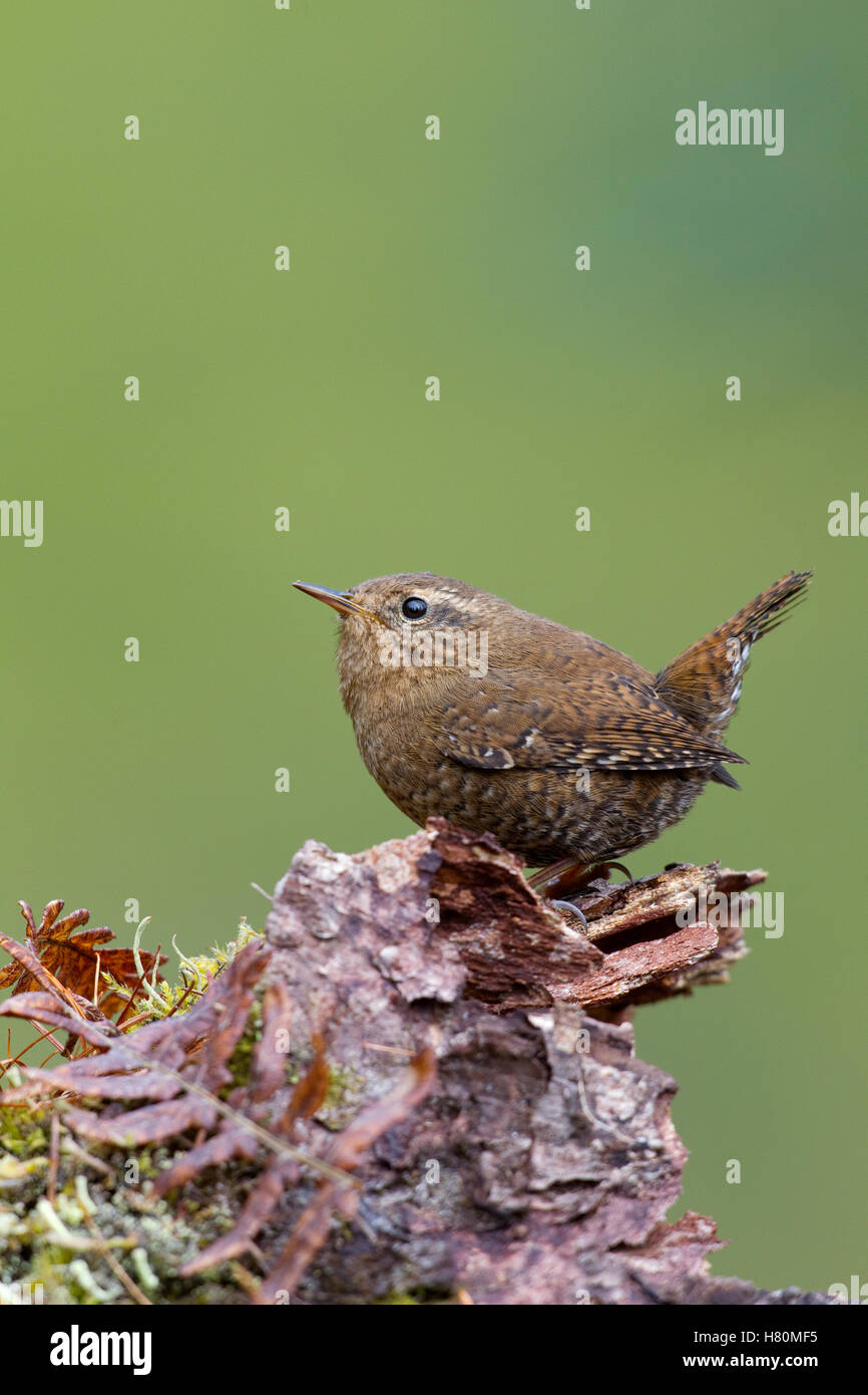 Pacific Wren (Troglodytes pacificus), Troy, Montana Stock Photo - Alamy