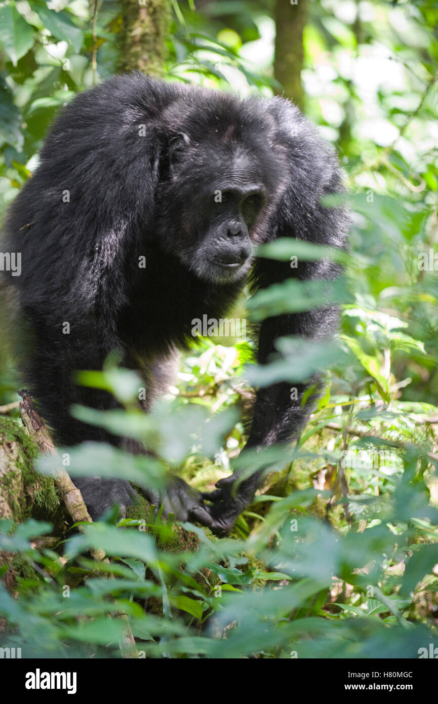 Chimpanzee (Pan troglodytes) aggressive male with erect hair, western ...