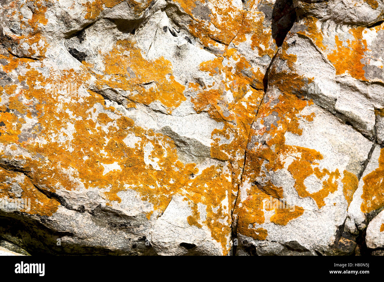 blur in south africa close up of the coastline stone abstract texture ...