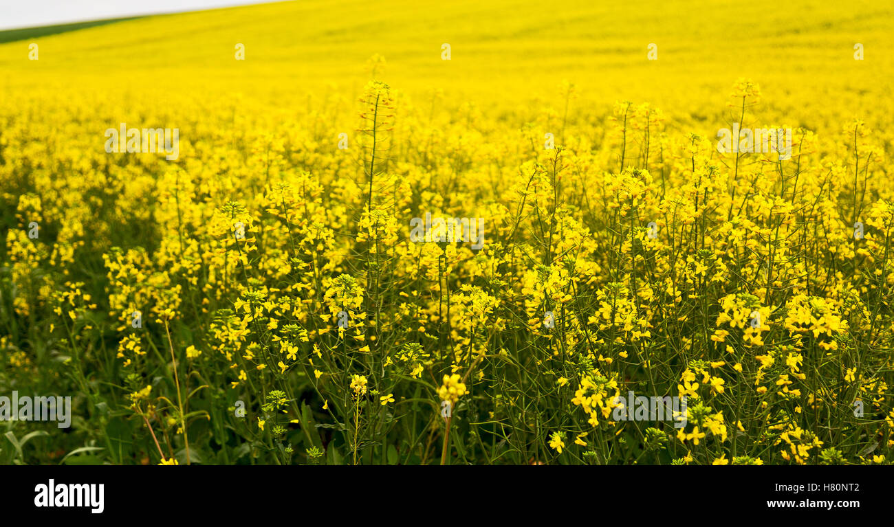 blur in south africa close up of the colza yellow field like texture ...