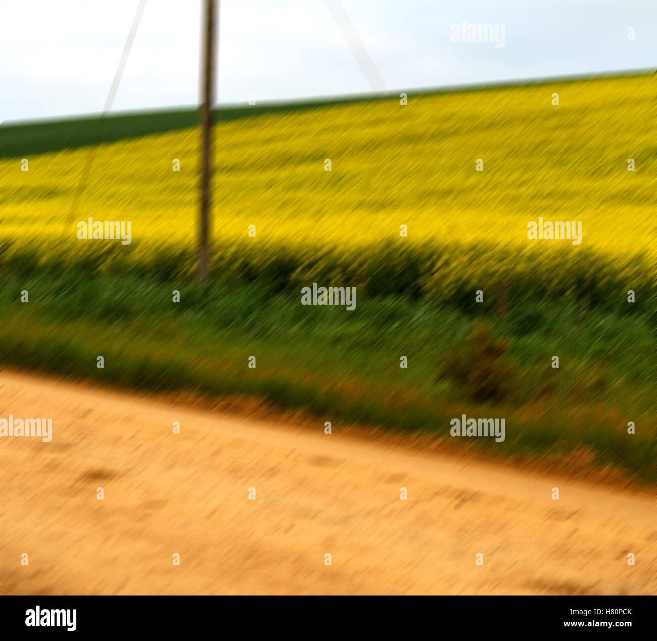 blur in south africa close up of the colza yellow field like texture ...