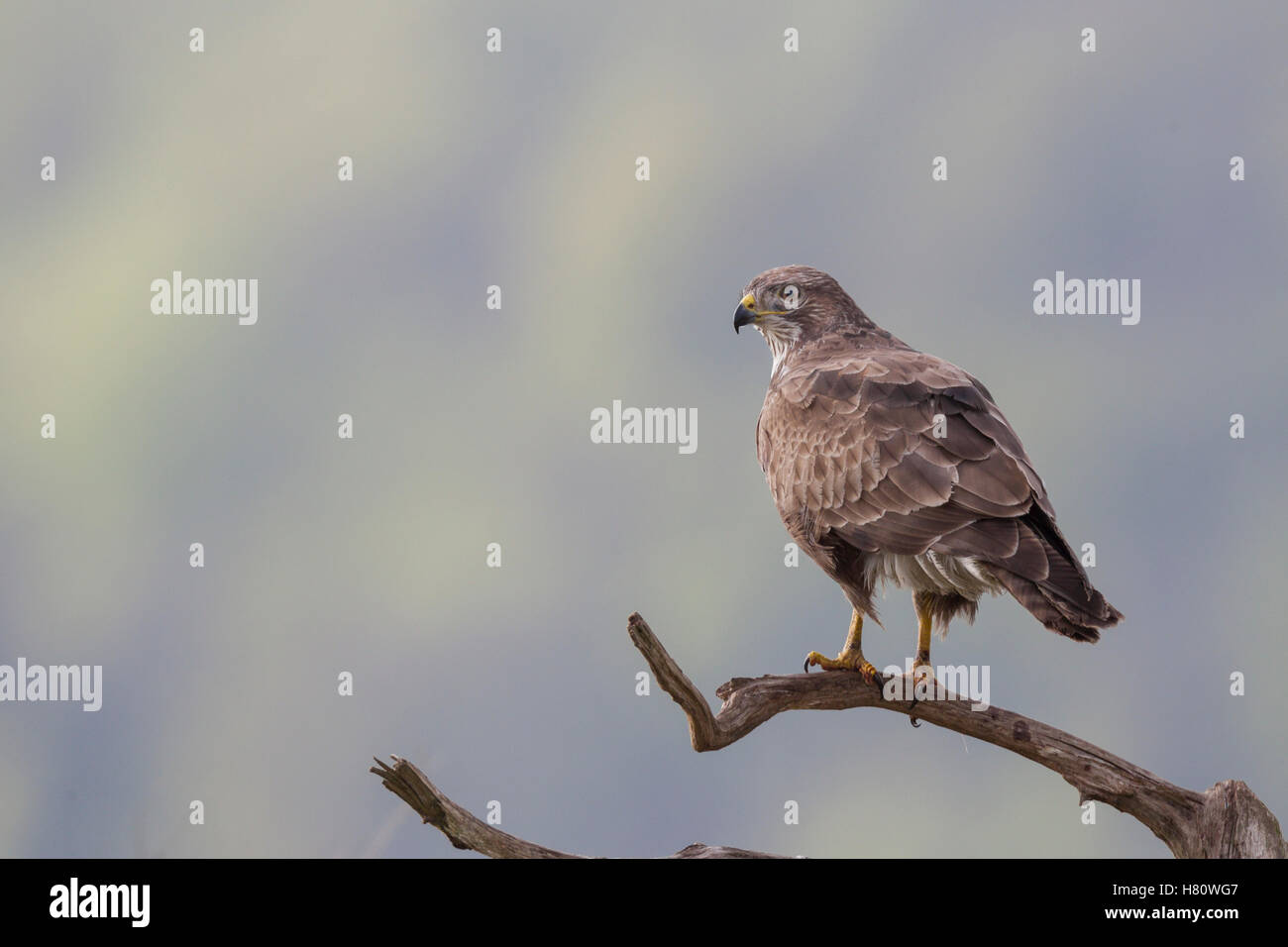 Maeusebussard, Buteo buteo, Common Buzzard Stock Photo - Alamy
