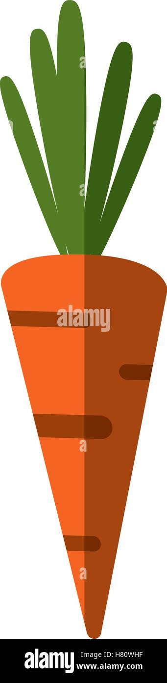 Isolated carrot vegetable design Stock Vector Image & Art - Alamy