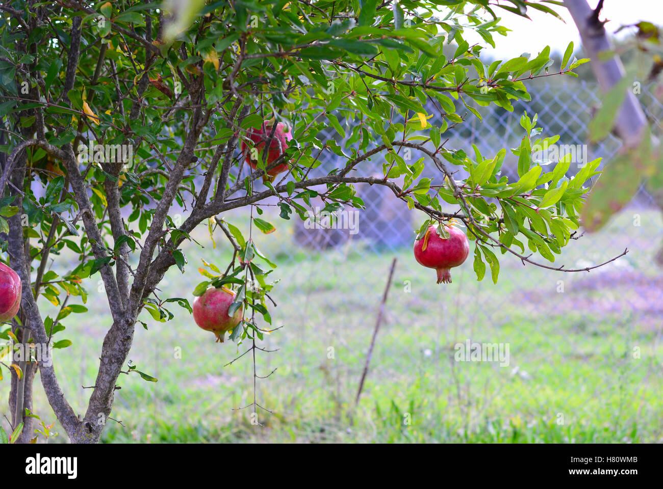 Pomegranate hanging from tree hi-res stock photography and images - Alamy