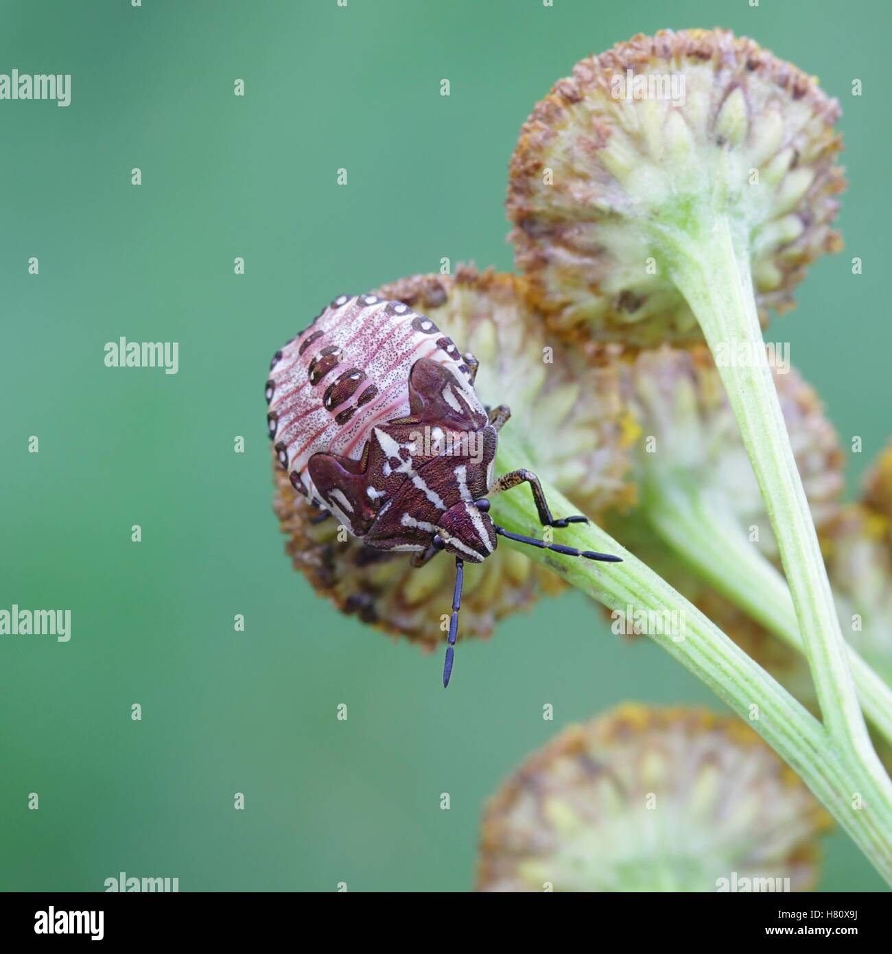 Juvenile bug hi-res stock photography and images - Alamy