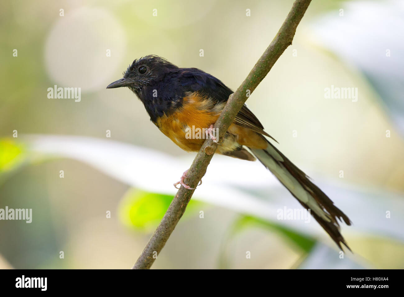 Thrush hawaii hi-res stock photography and images - Alamy