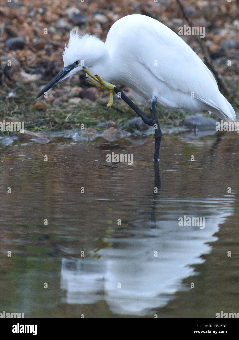 A Little Egret (Egretta garzetta) daintily scratches its chin with Its ...