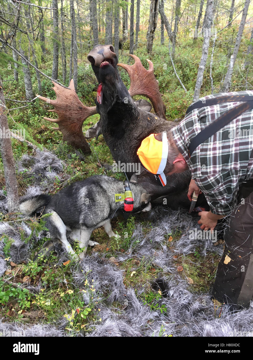 Brattfors,Sweden - September 24, 2016: Local Moose hunter and his dog ...
