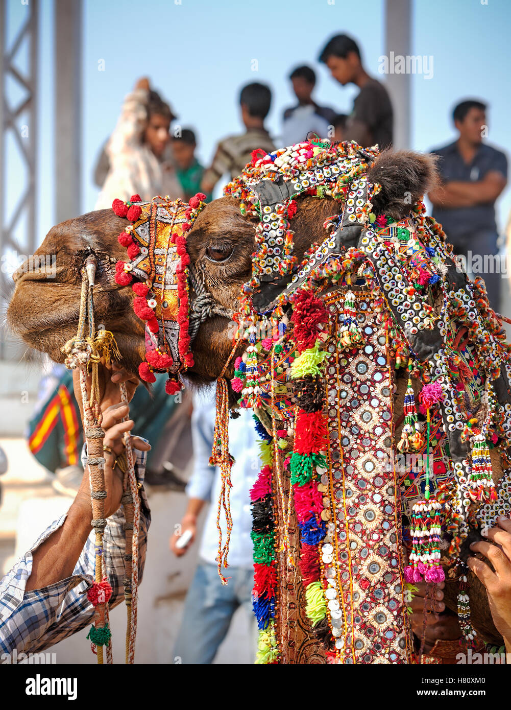 Decorated camel at the Pushkar fair. Rajasthan, India, Asia Stock Photo ...