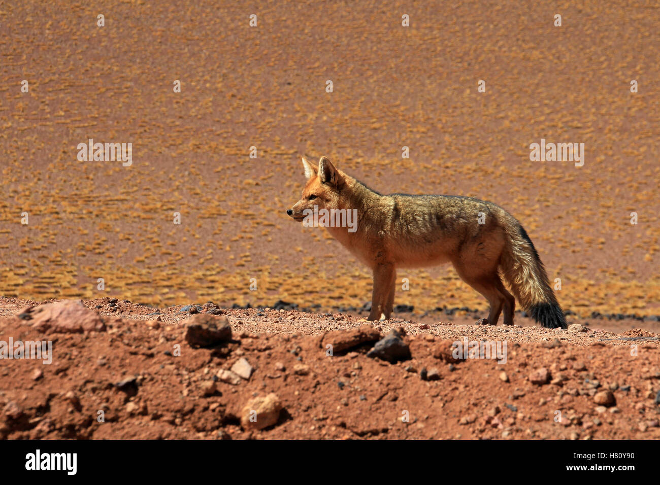 Andean fox, lycalopex culpaeus, also known as zorro culpeo. Atacama ...