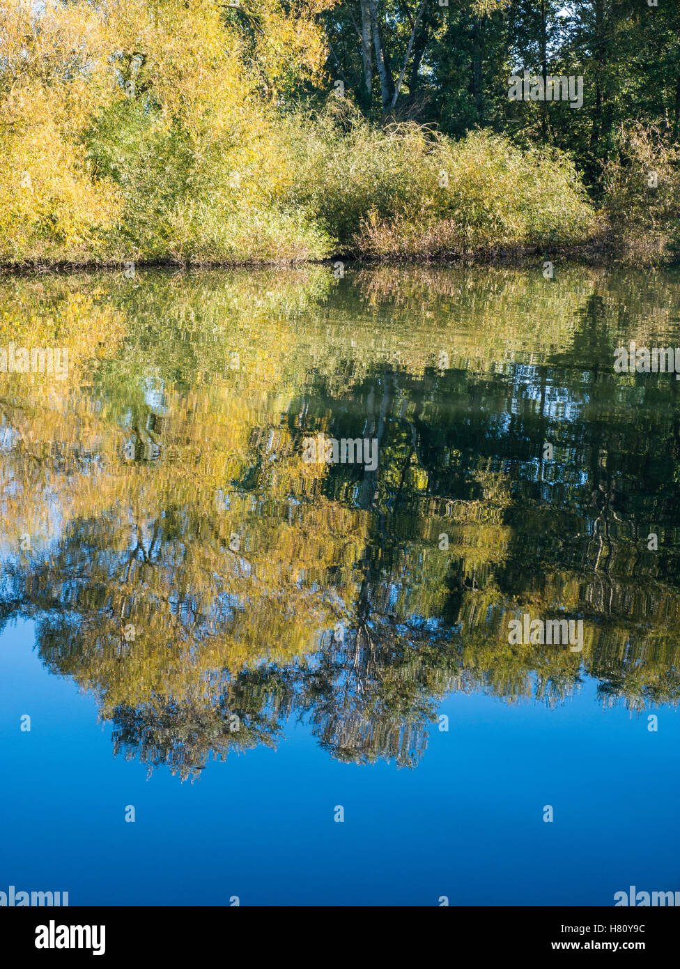 Trees in Autumn , River Thames, Sonning nr Reading, Berkshire, England ...