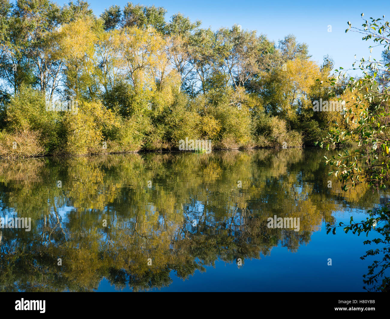 Trees in Autumn , River Thames, Sonning nr Reading, Berkshire, England ...