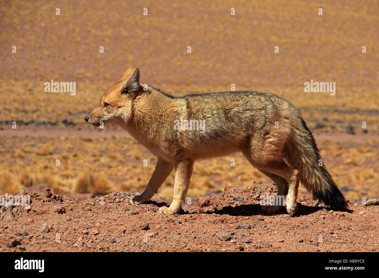 Andean fox lycalopex culpaeus hi-res stock photography and images - Alamy