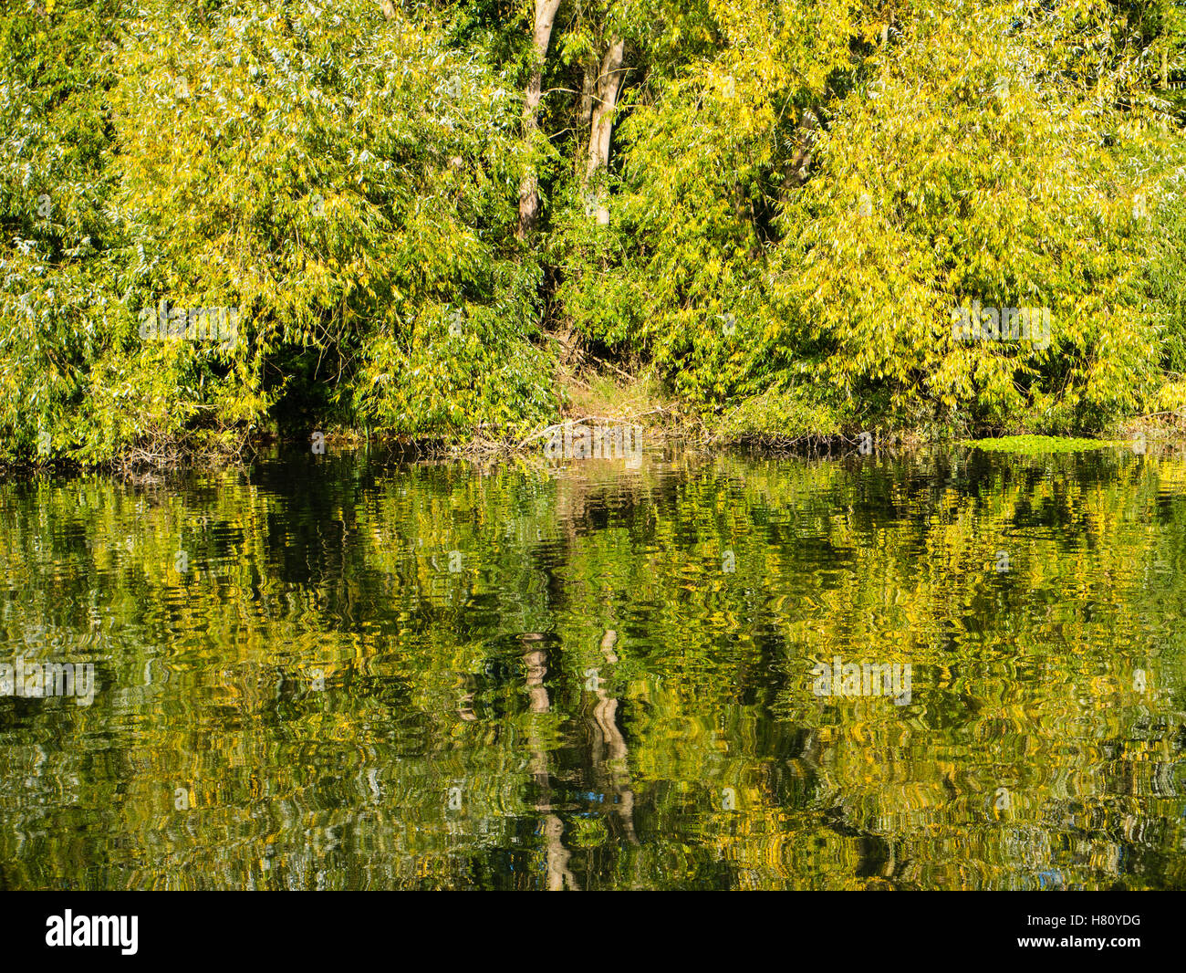 Trees in Autumn , River Thames, Sonning nr Reading, Berkshire, England ...