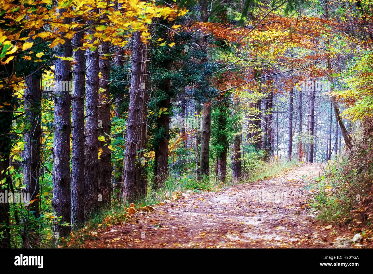 A path opens between the forest trees that lose their leaves in early ...