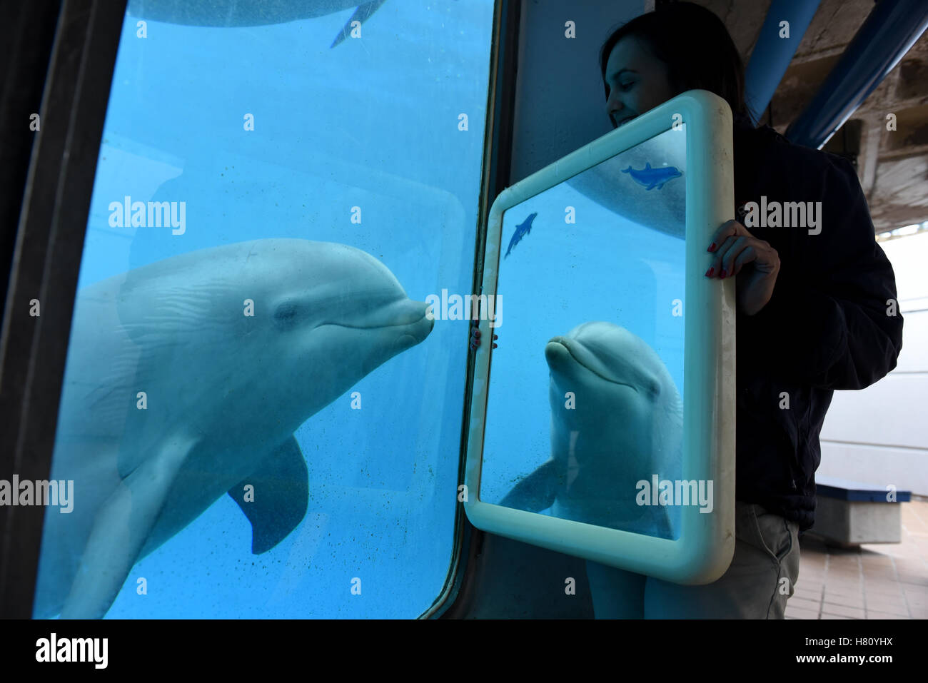 Madrid, Spain. 08th Nov, 2016. A specimen of Common bottlenose dolphin ...