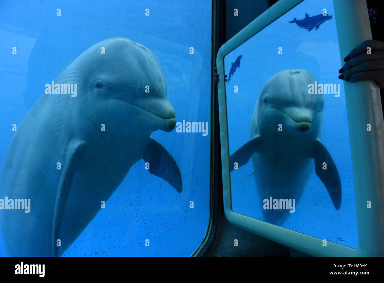 Dolphin looking at a mirror hi-res stock photography and images - Alamy