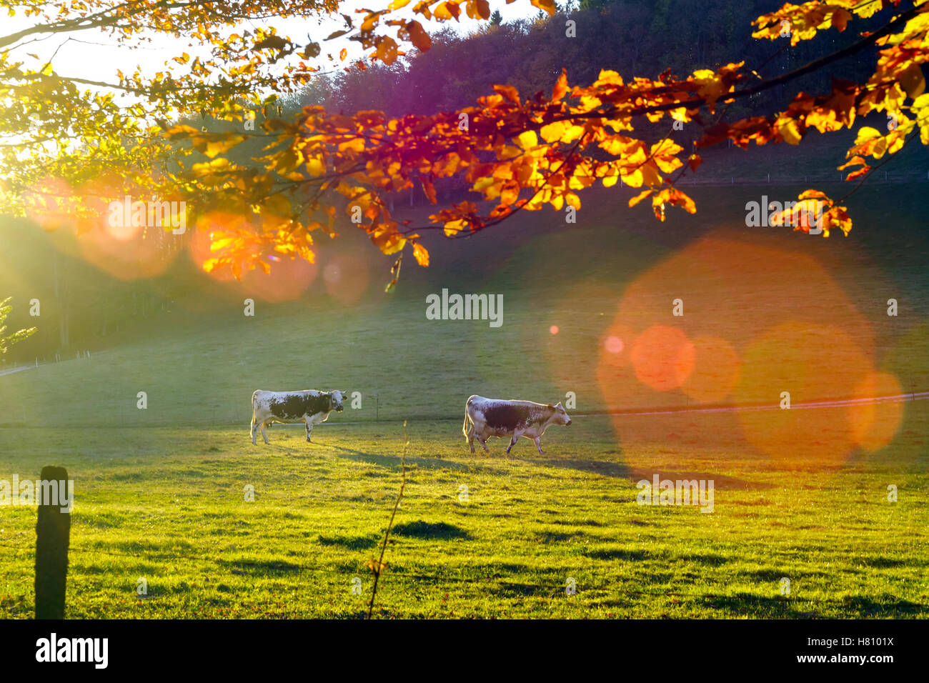 Black and white cows on pasturage, sunset view, bio products concept ...