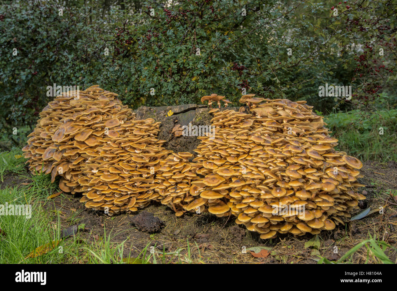 Clump Of Mushrooms Stock Photos & Clump Of Mushrooms Stock Images - Alamy