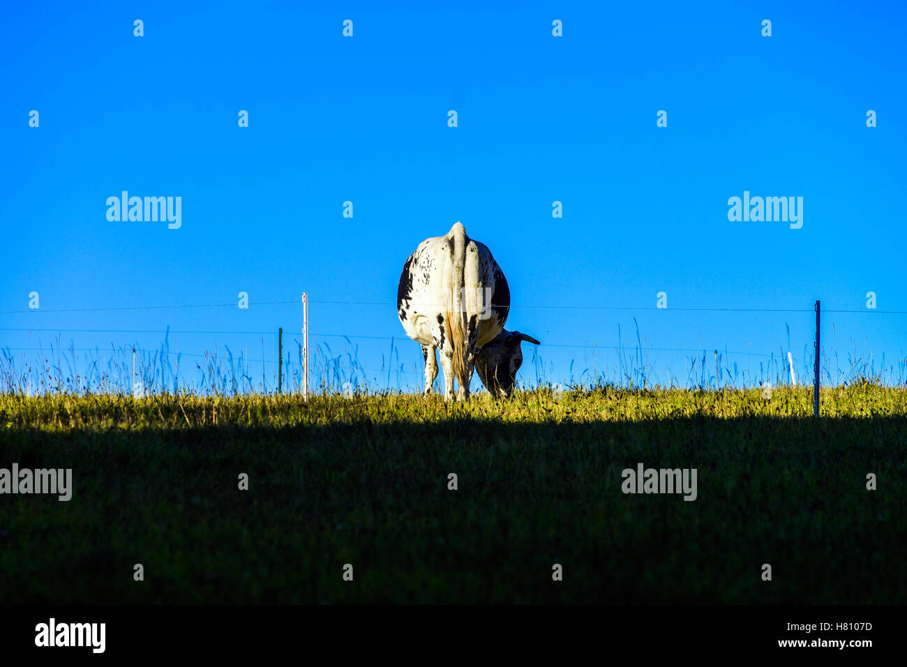 Black and white cows on pasturage, sunset view, bio products concept ...