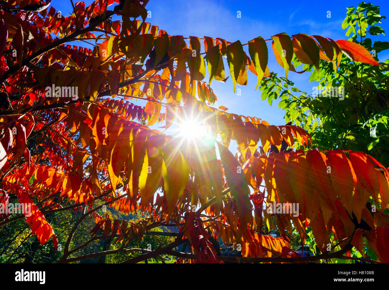 Colorful autumn forest view, Alsace, France Stock Photo - Alamy