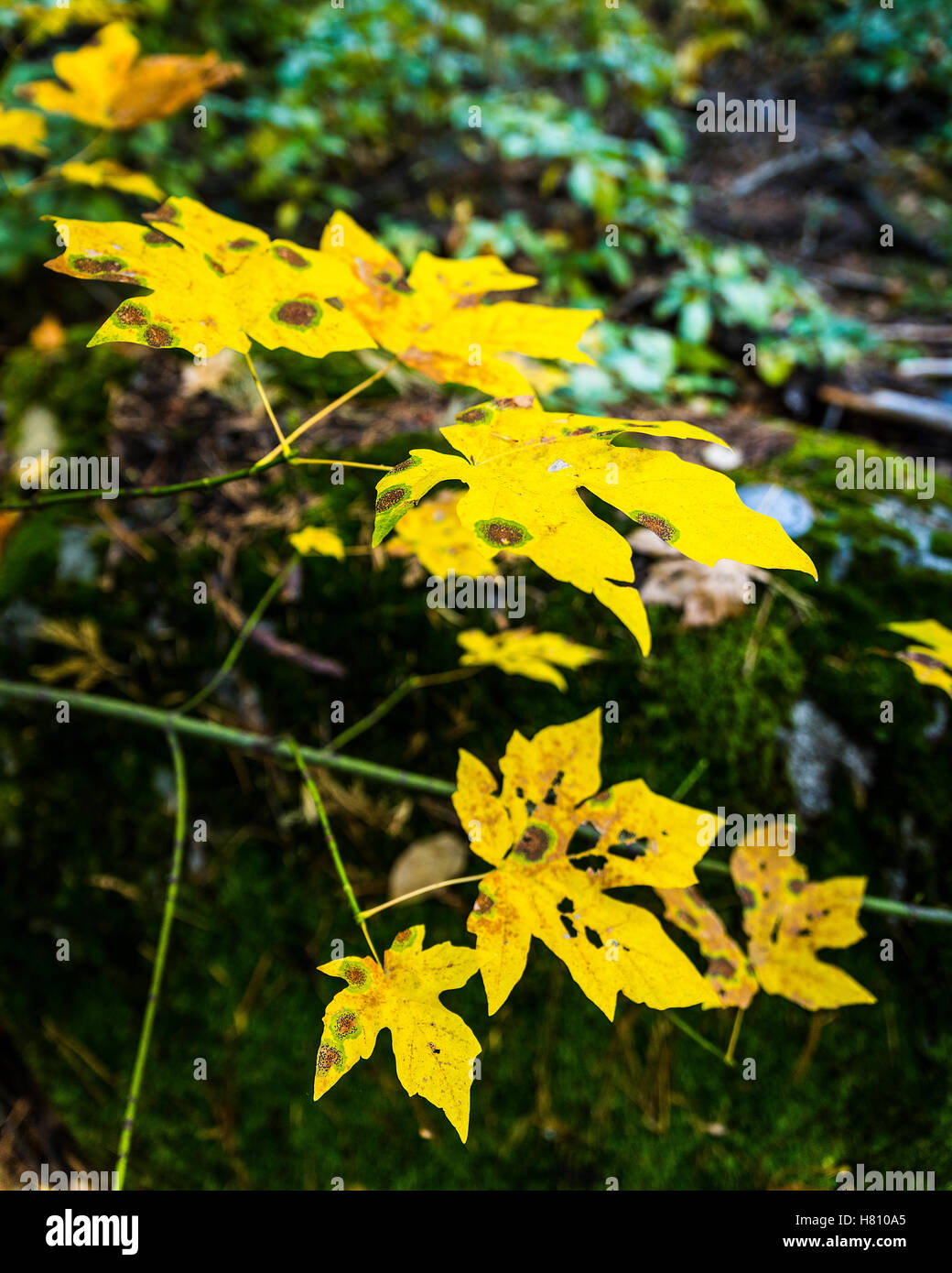 Big leaf maples hi-res stock photography and images - Alamy