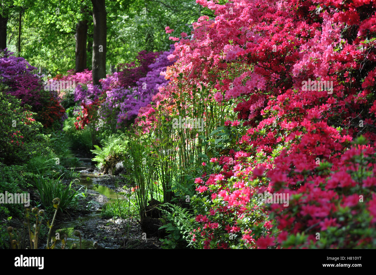 At the isabella plantation hi-res stock photography and images - Alamy