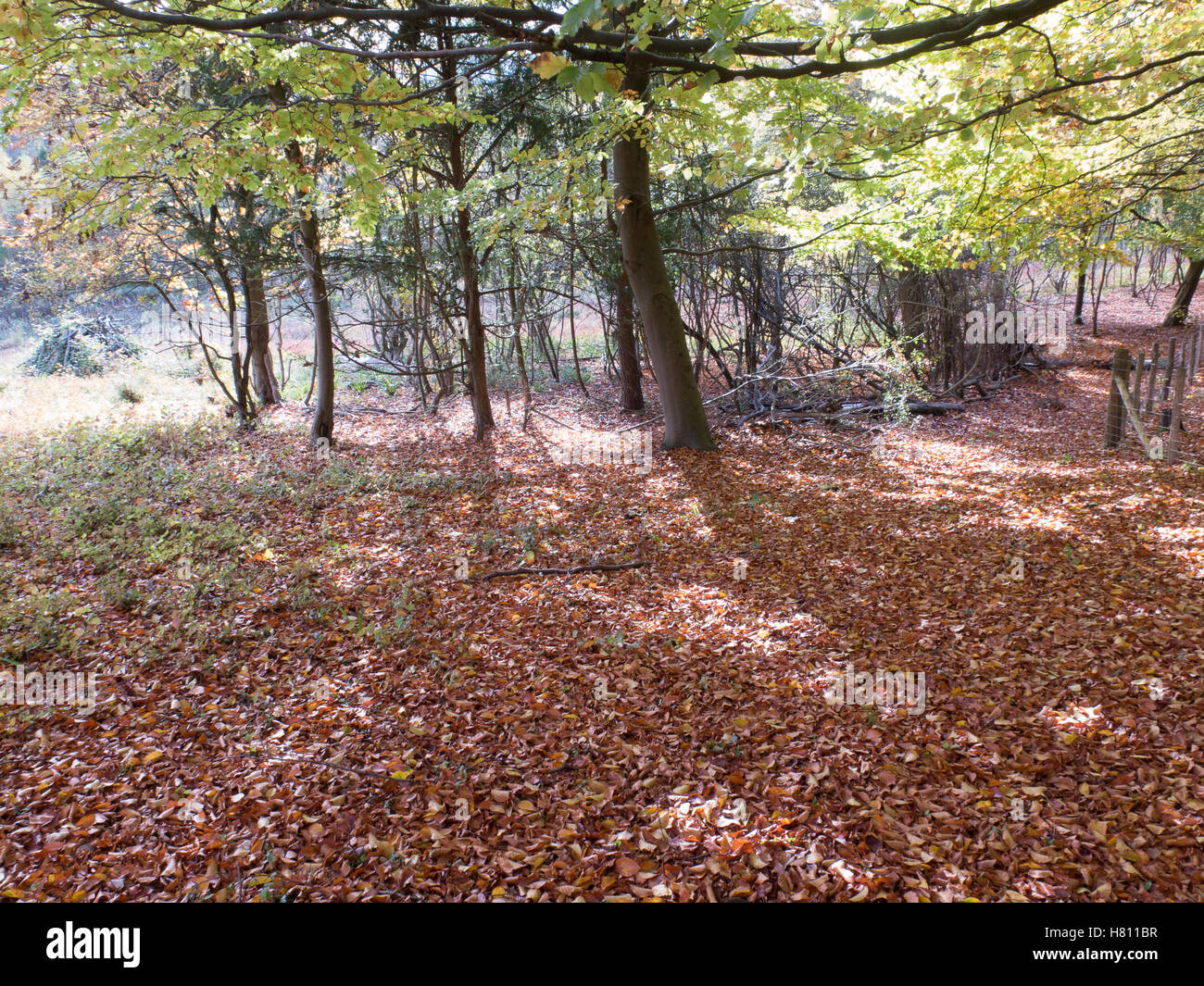 The Larches Detling Kent England UK SSSI Stock Photo - Alamy
