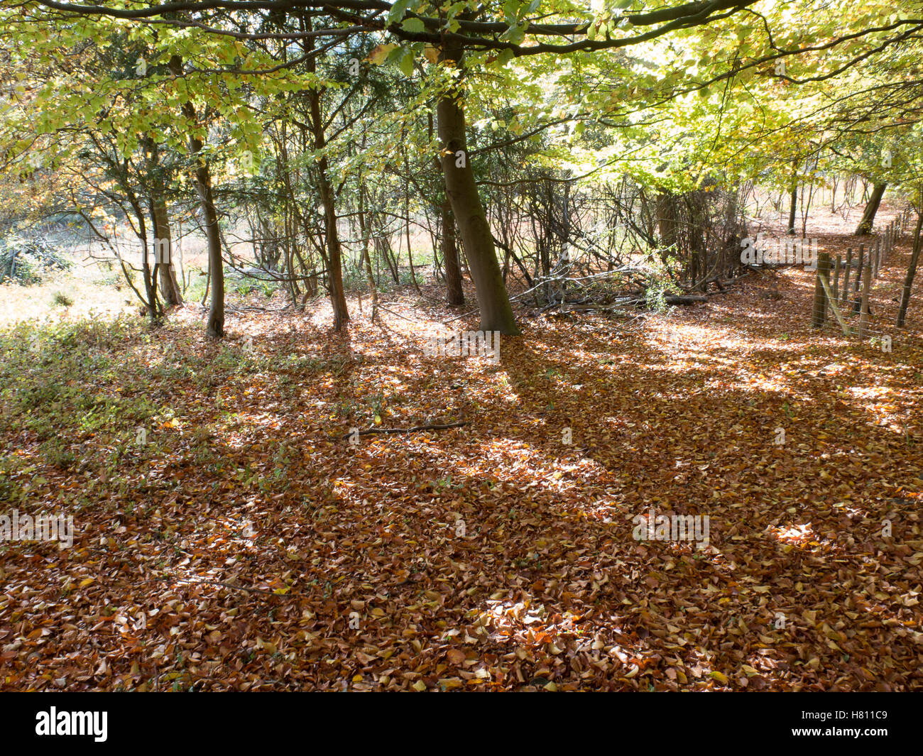 The Larches Detling Kent England UK SSSI Stock Photo - Alamy
