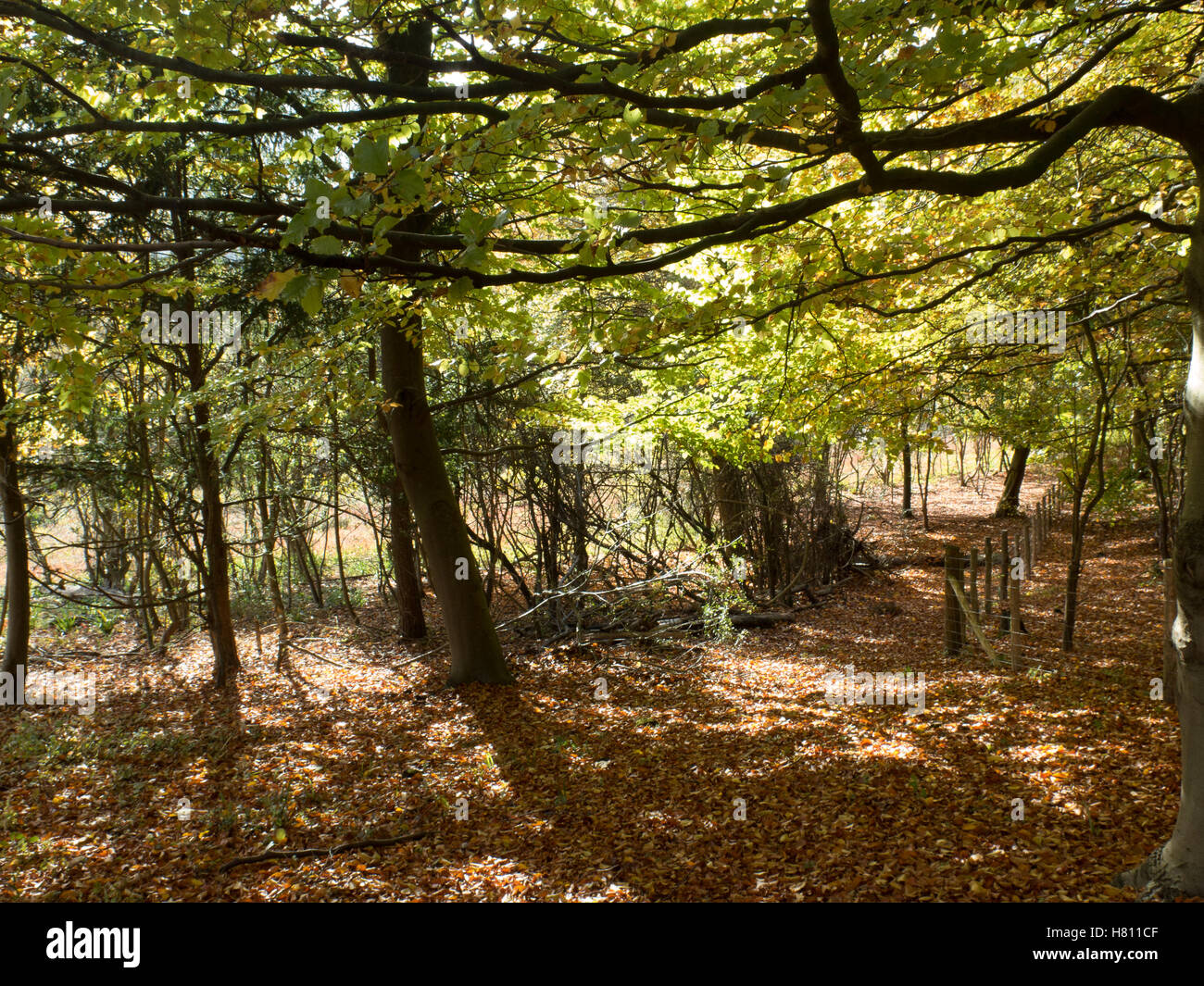 Detling hi-res stock photography and images - Alamy