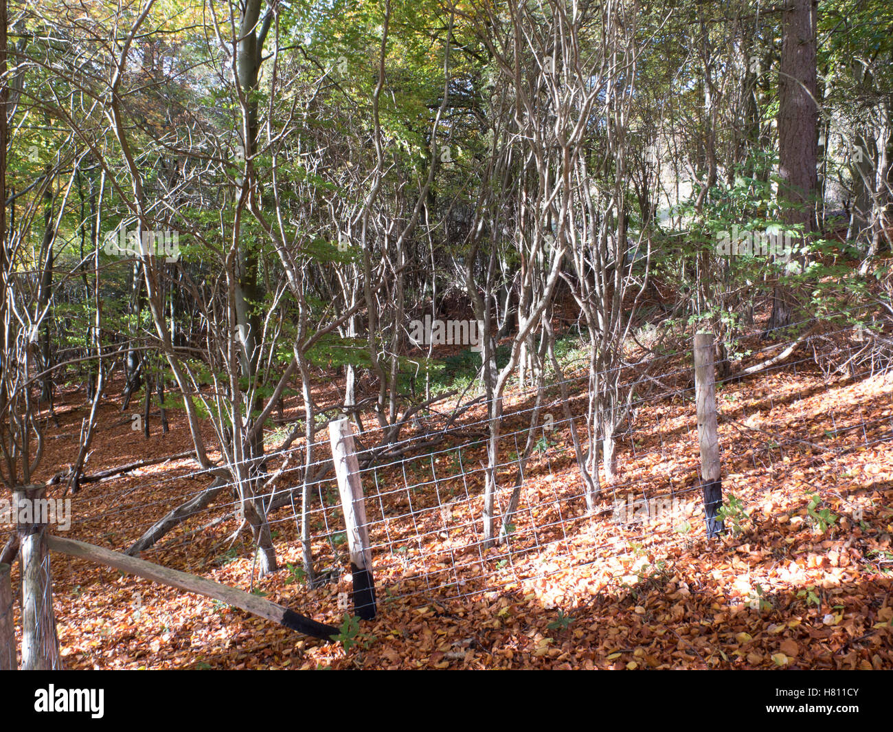 Ash kent england hi-res stock photography and images - Alamy