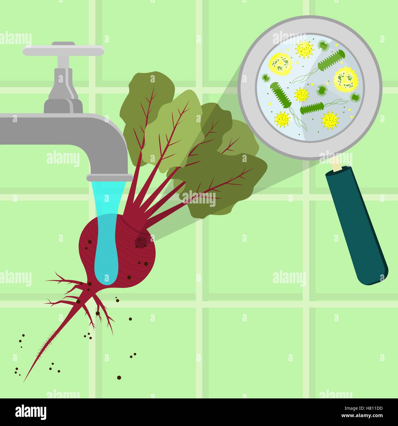 Contaminated beet tree being cleaned and washed in a kitchen ...