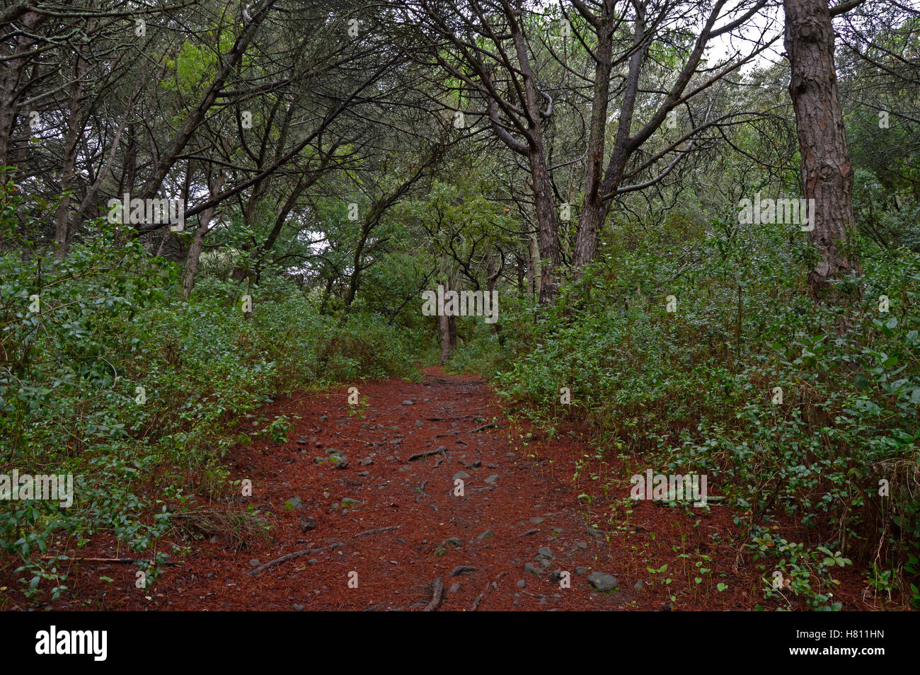 Trail in Monsanto park Stock Photo - Alamy