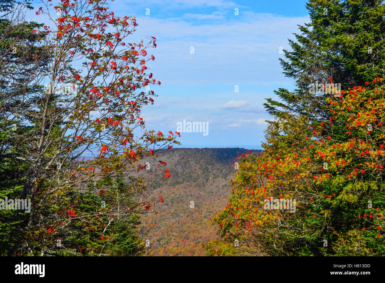 Path through an autumn forest with red leaves Stock Photo - Alamy