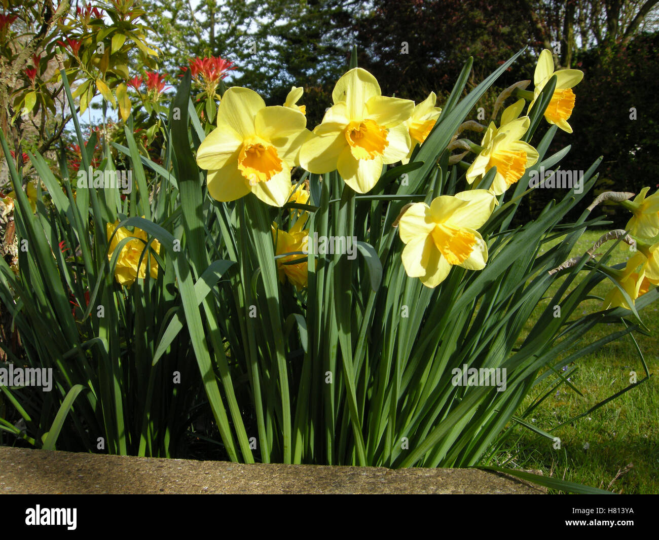 Daffodils (Gen; Narcissus Stock Photo - Alamy