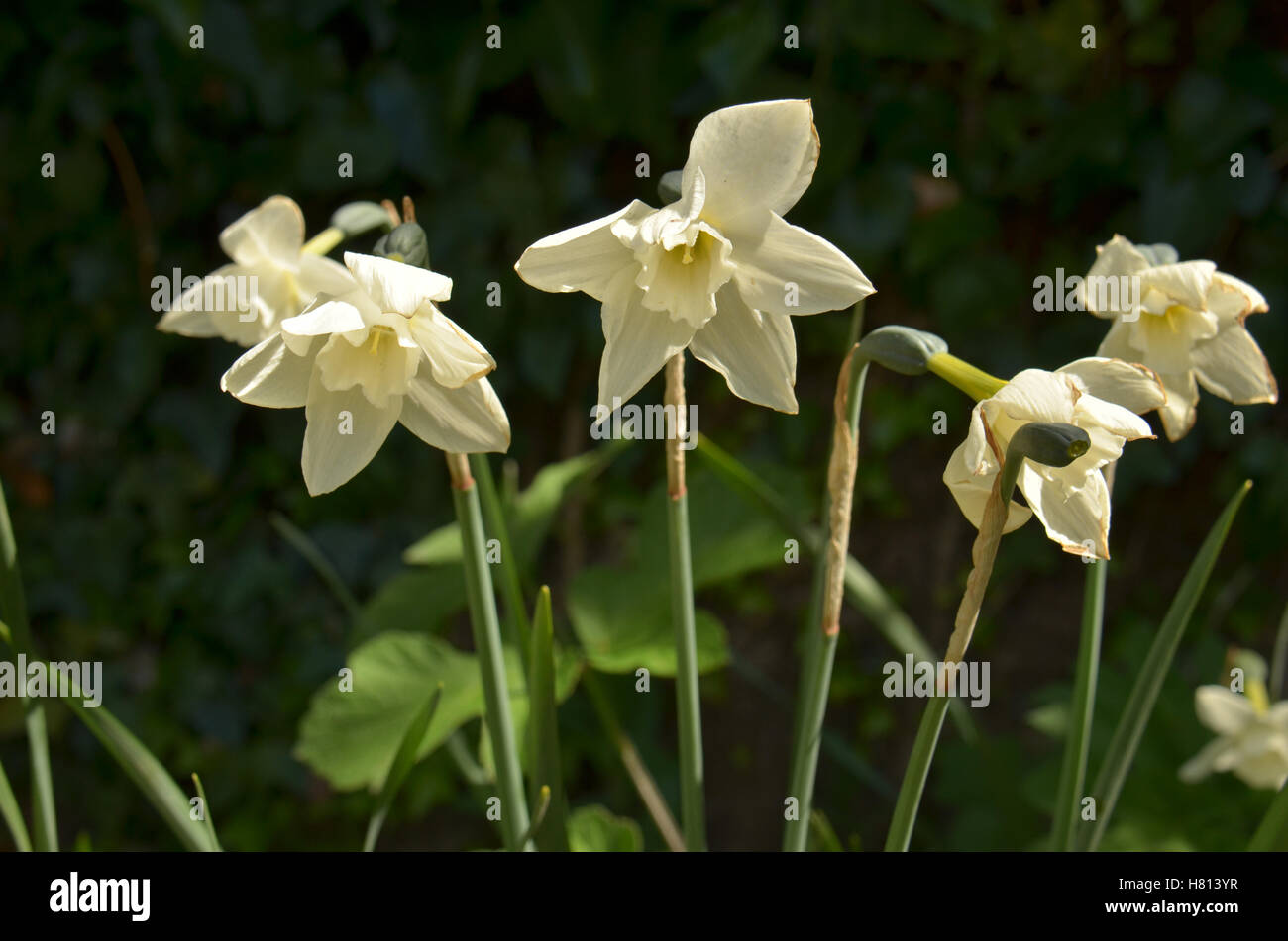 Daffodils (Gen; Narcissus Stock Photo - Alamy
