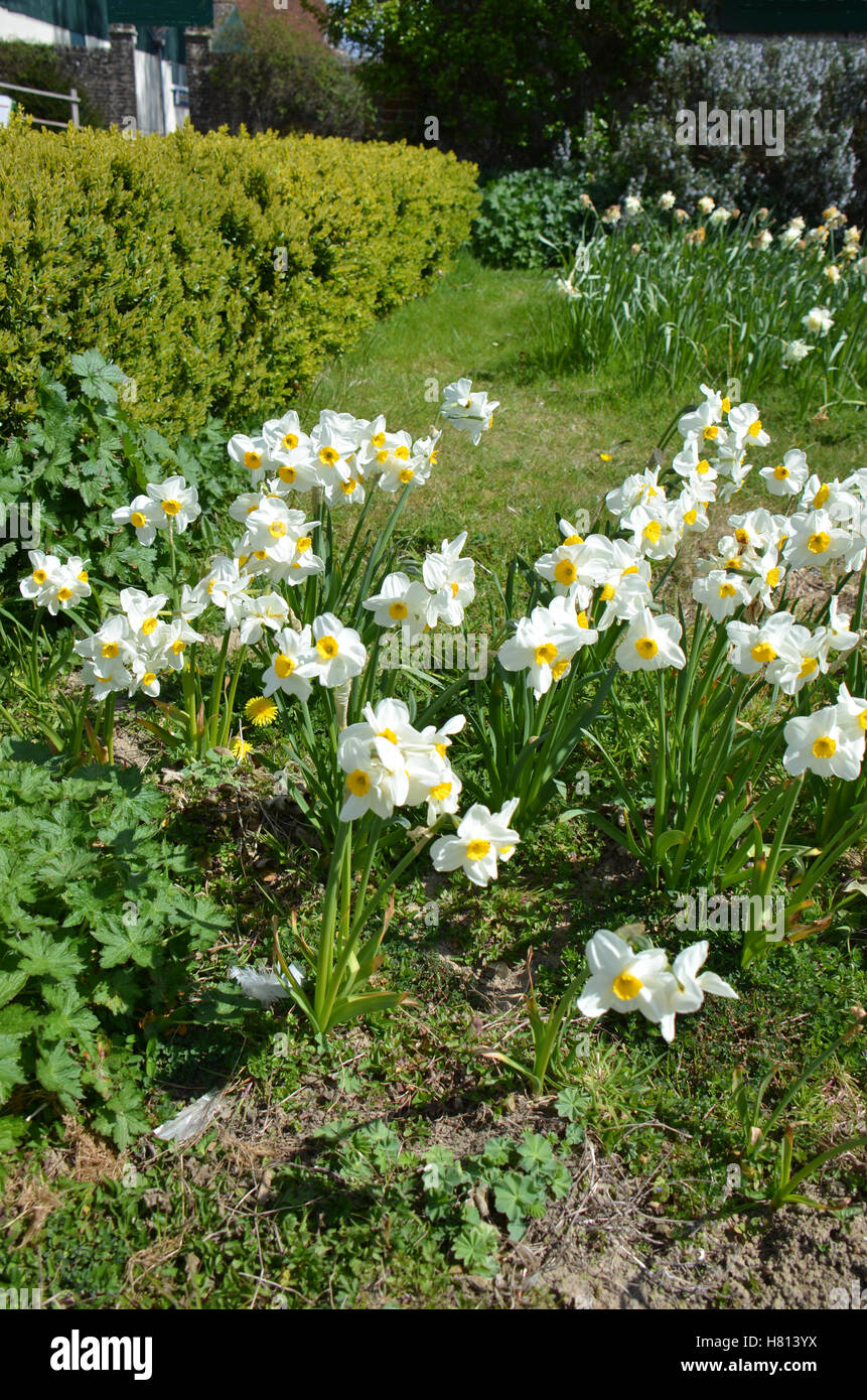 Daffodils (Gen; Narcissus Stock Photo - Alamy