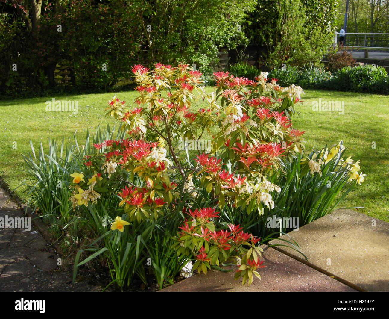 Assorted flowers hi-res stock photography and images - Alamy