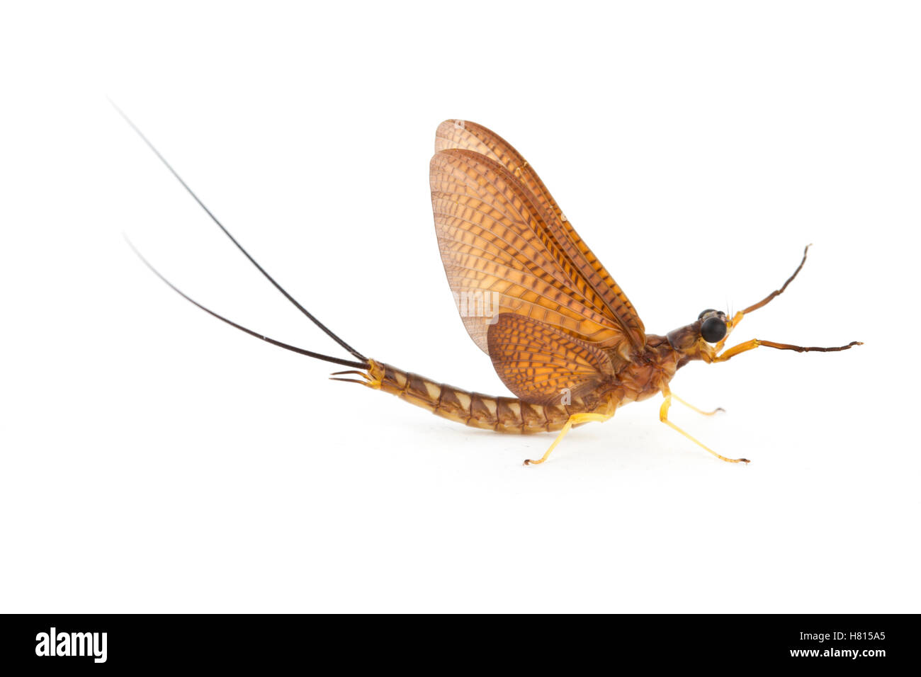 Mayfly subimago, La Selva Biological Research Station, Heredia, Costa ...