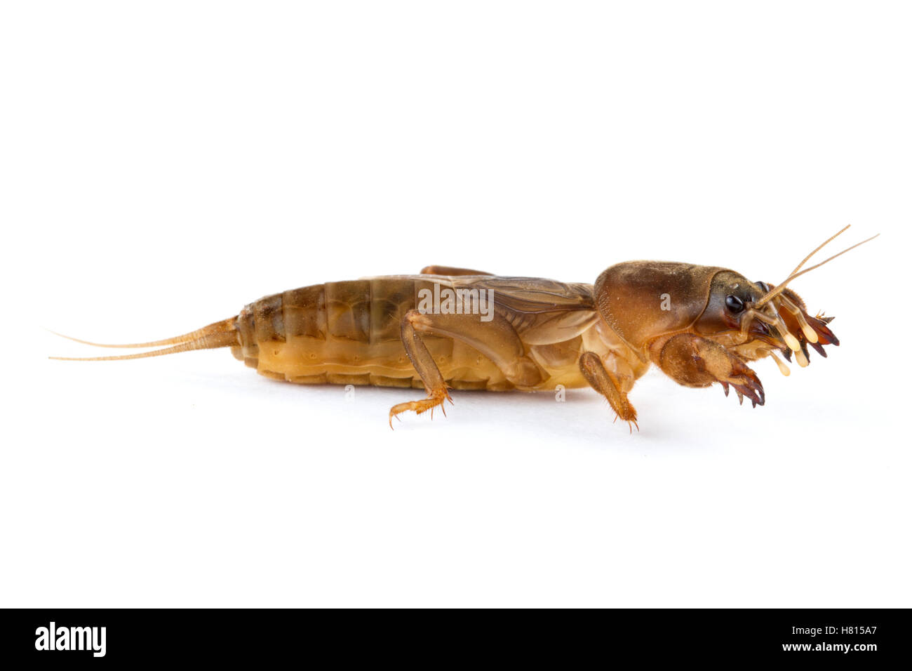 Northern Mole Cricket (Neocurtilla hexadactyla), La Selva Biological ...