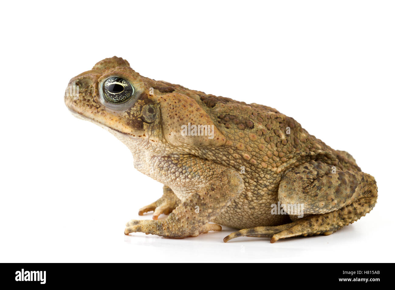 Cane Toad (Bufo marinus), La Selva Biological Research Station, Heredia ...