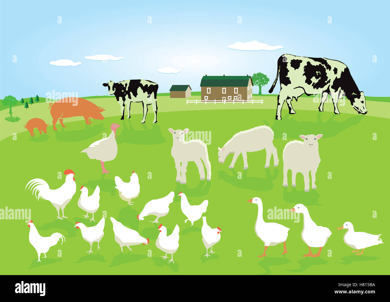 Animals in agriculture Stock Photo - Alamy