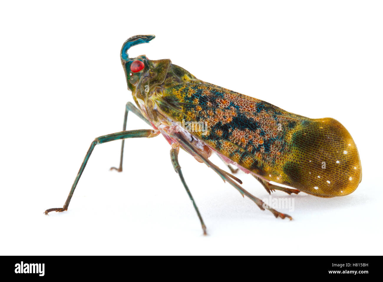 Fulgorid Planthopper (Fulgoridae), Costa Rica Stock Photo - Alamy