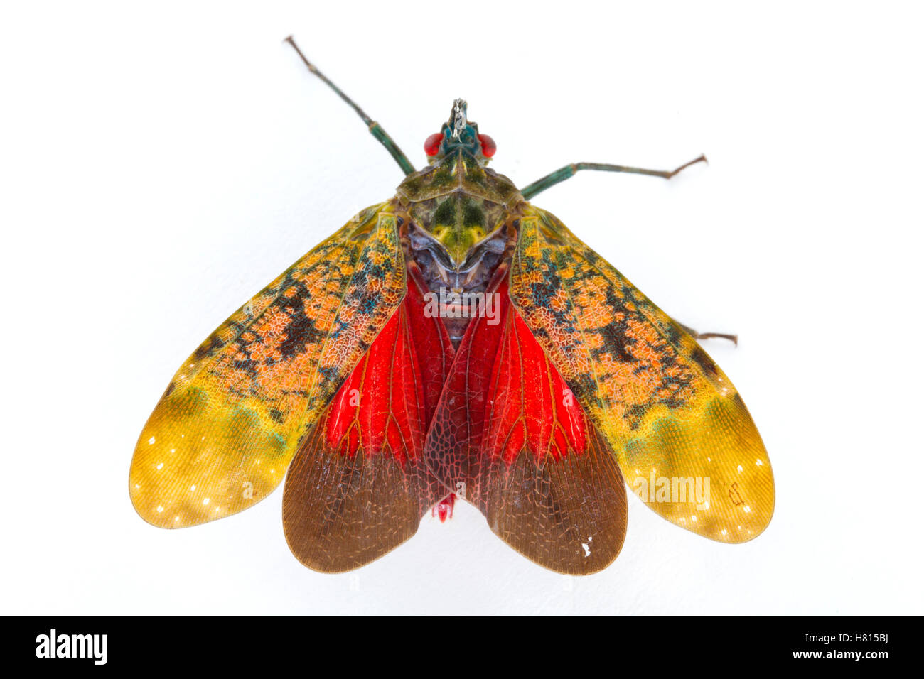Fulgorid Planthopper (Fulgoridae) spreading wings to show aposematic ...
