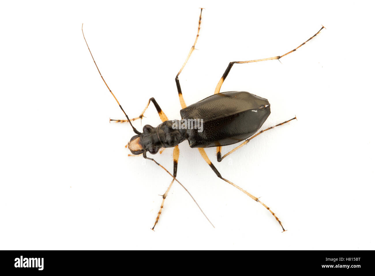 Shiny Sharp-lipped Tiger Beetle (Oxycheila polita), Barbilla National ...