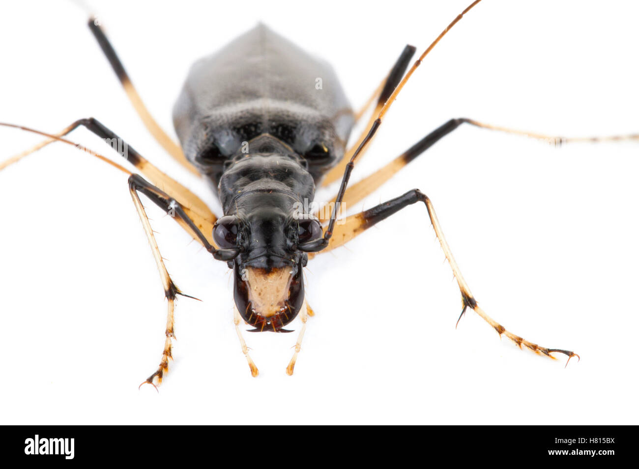 Shiny Sharp-lipped Tiger Beetle (Oxycheila polita), Barbilla National ...