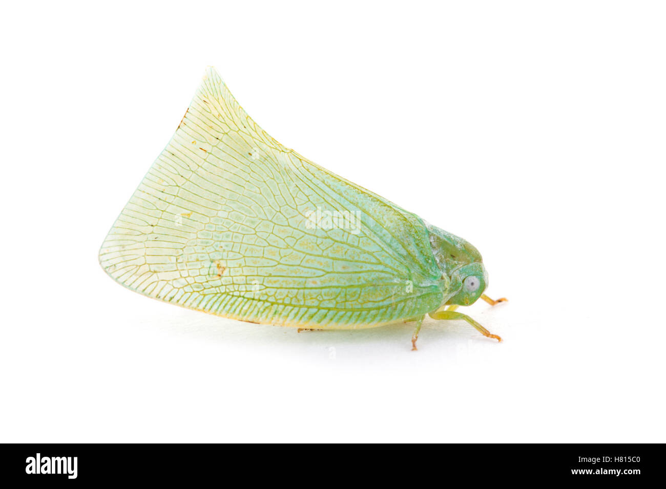 Flatid Planthopper (Flatidae) thorn mimic, Barbilla National Park ...