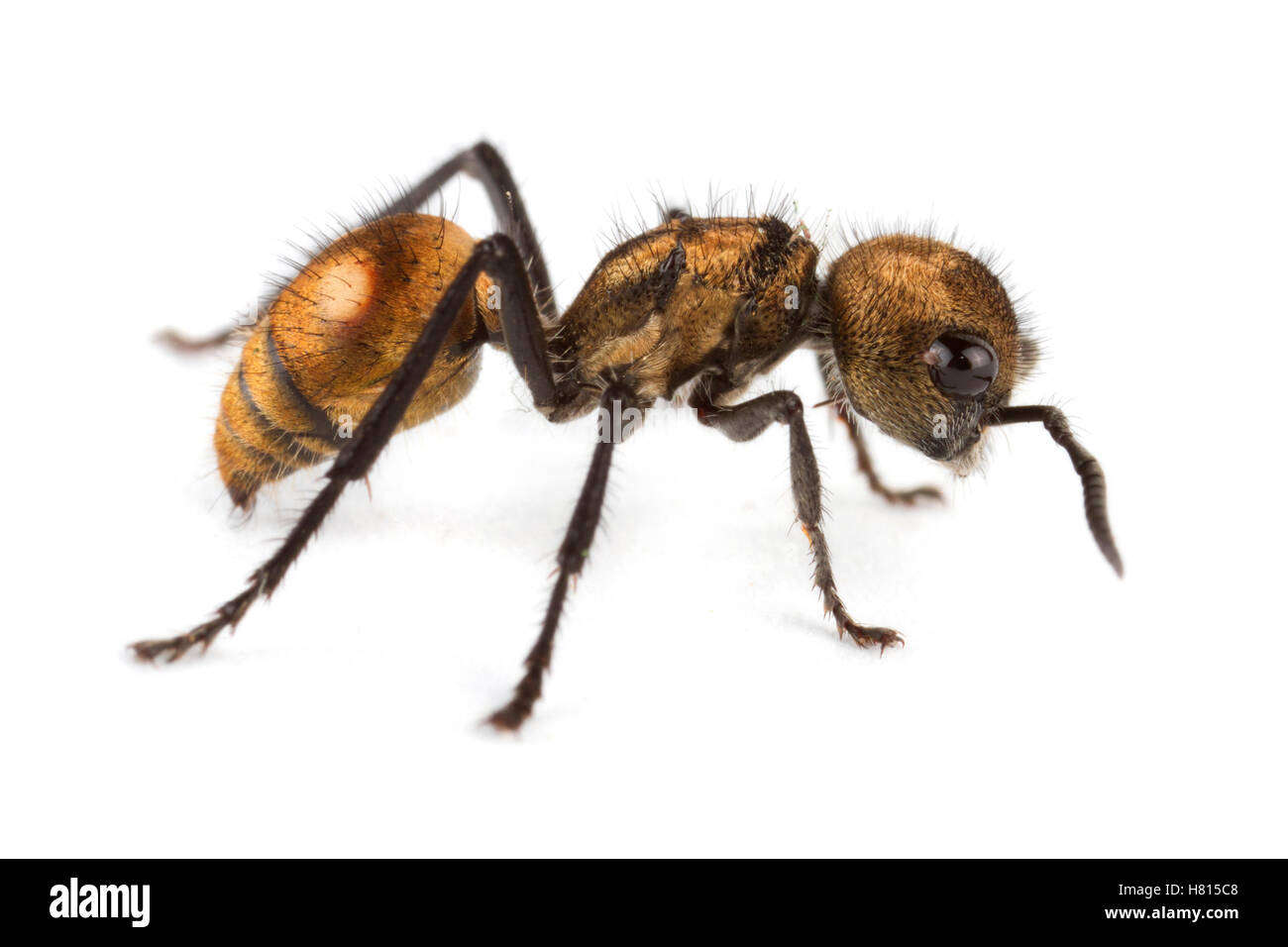 Velvet Ant (Mutillidae), Barbilla National Park, Costa Rica Stock Photo ...