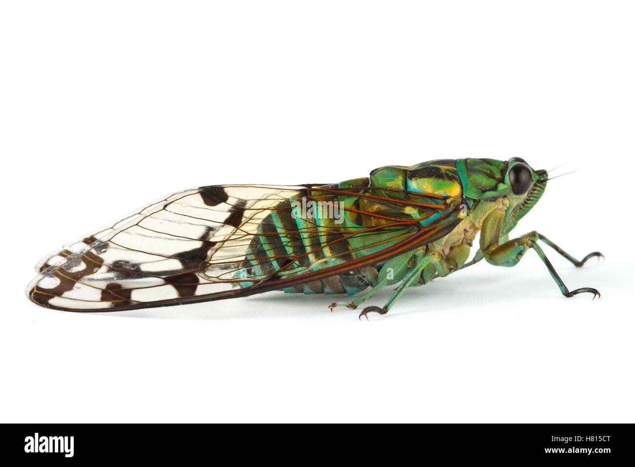 Emerald Cicada (Zamara smaragdina), Barbilla National Park, Costa Rica ...