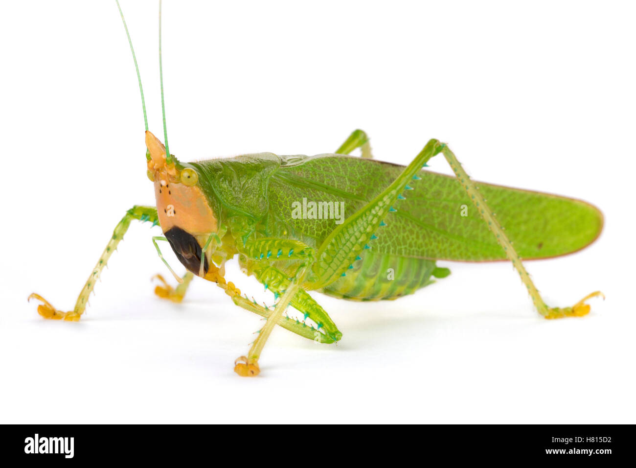 Katydid (Copiphora brevicauda) grooming foot, Barbilla National Park ...